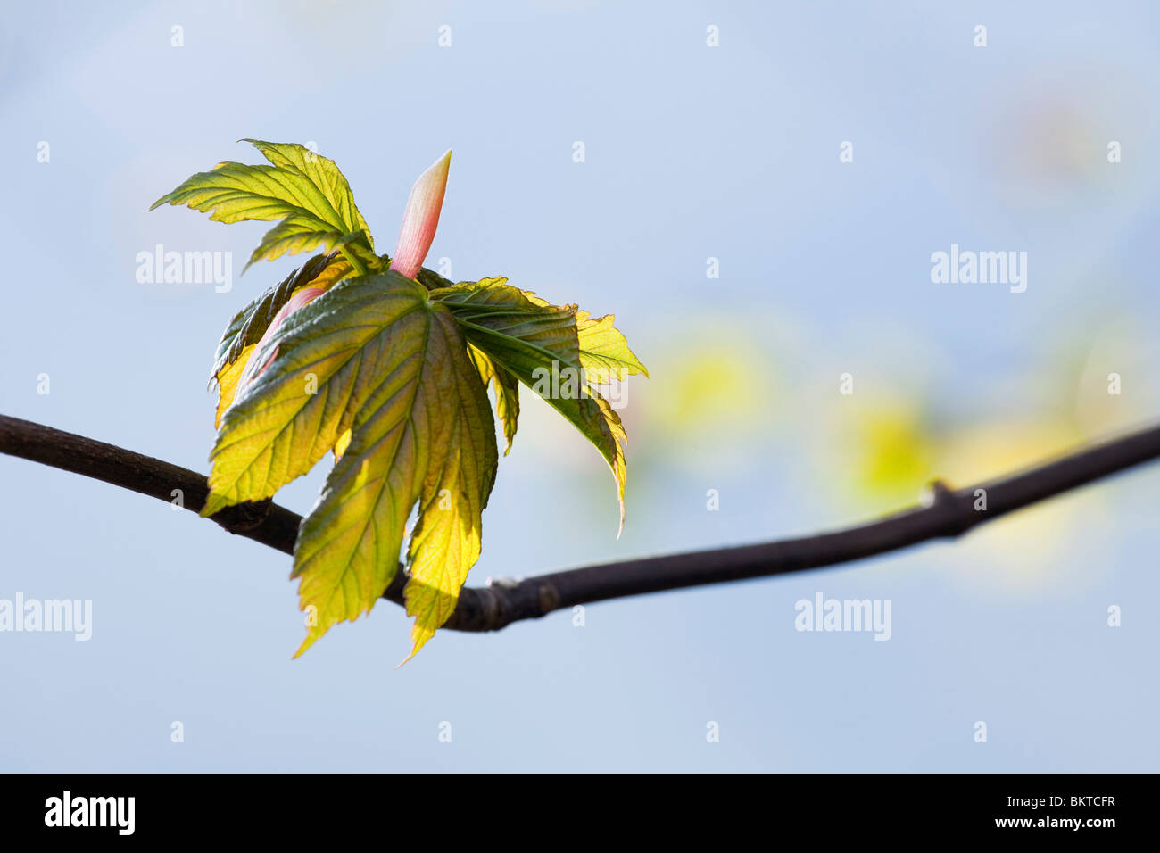 Sycamore Acer pseudoplatanus leaves and leaf buds Stock Photo - Alamy