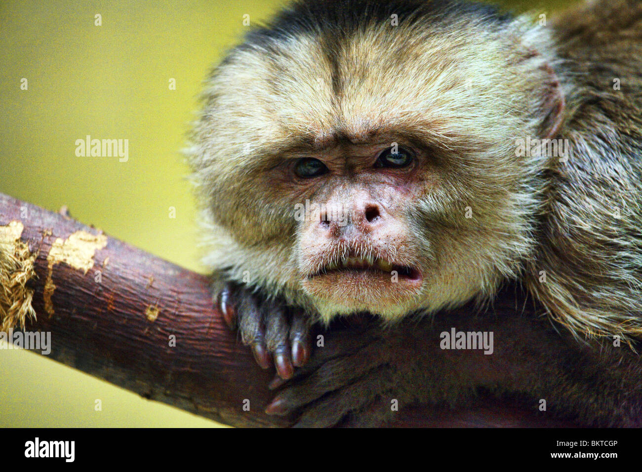white-fronted capuchin monkey Stock Photo - Alamy
