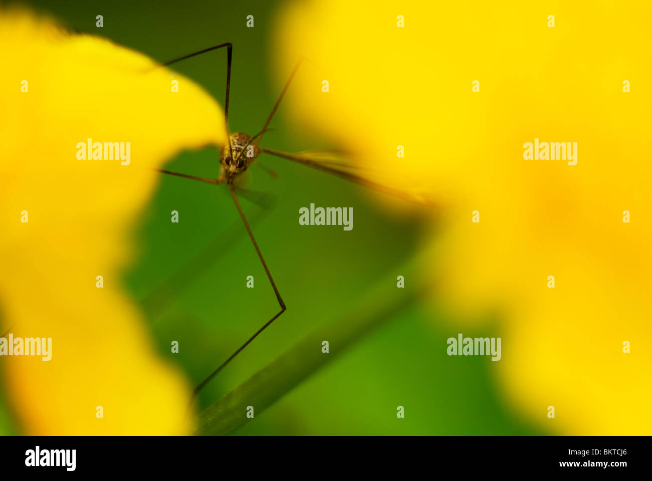 Cranefly on marsh hi-res stock photography and images - Alamy