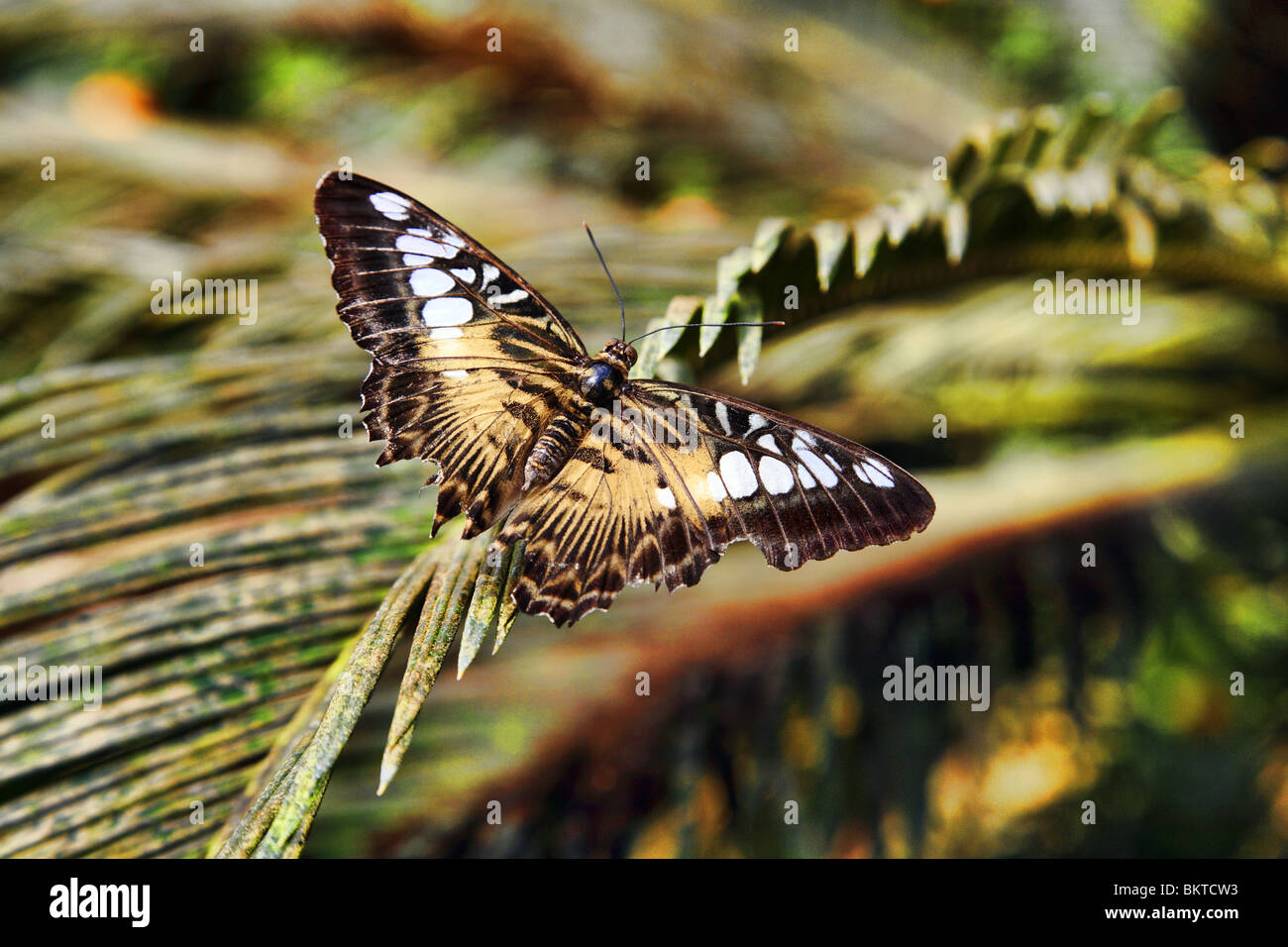 Clipper butterfly - Parthenos sylvia Stock Photo - Alamy