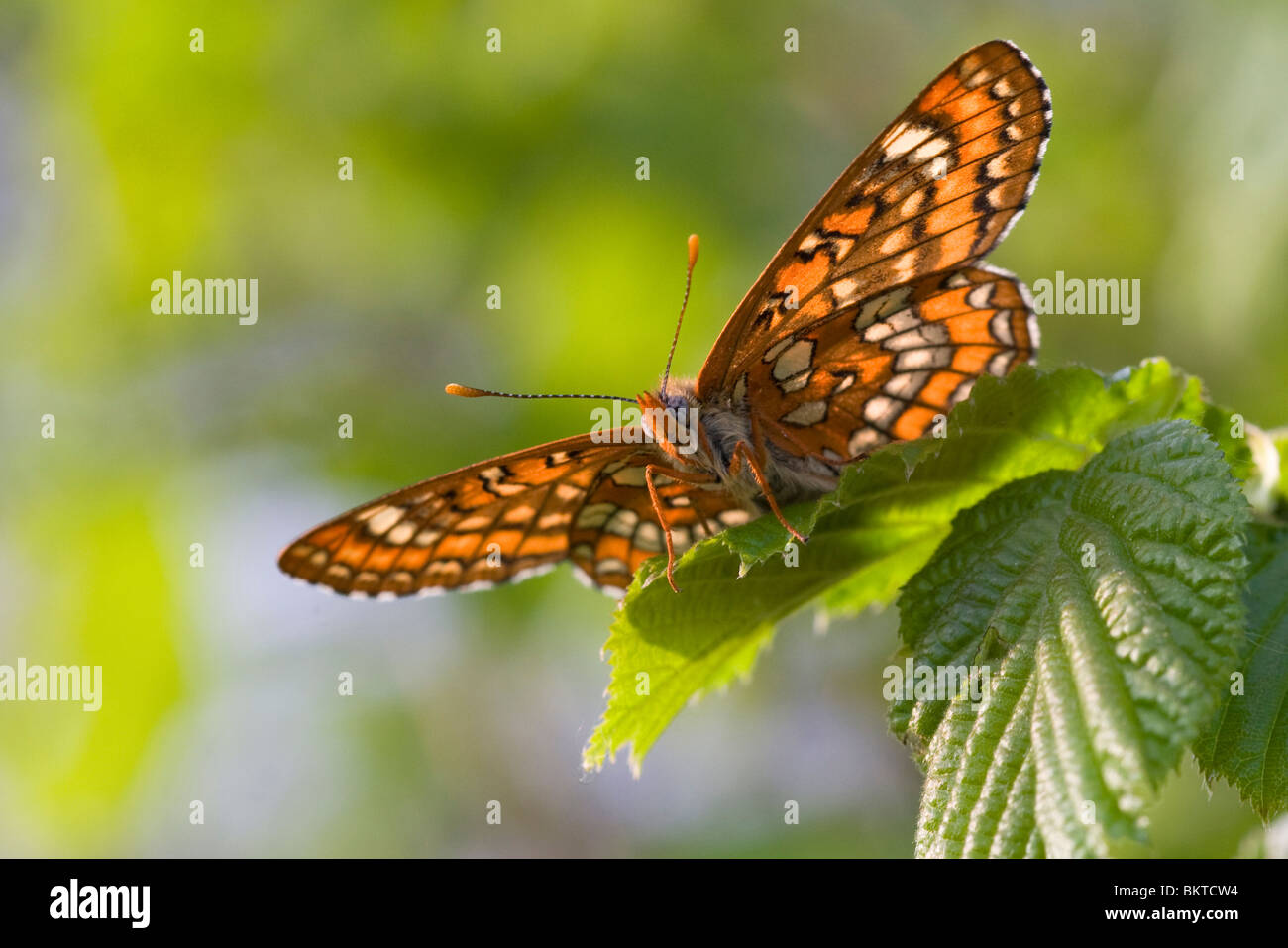 roodbonte parelmoervlinder; Scarce Fritillary Stock Photo - Alamy