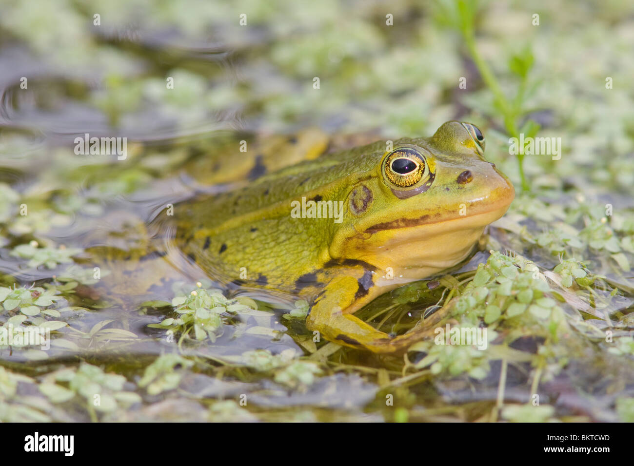 Poelkikker; Pool Frog Stock Photo - Alamy