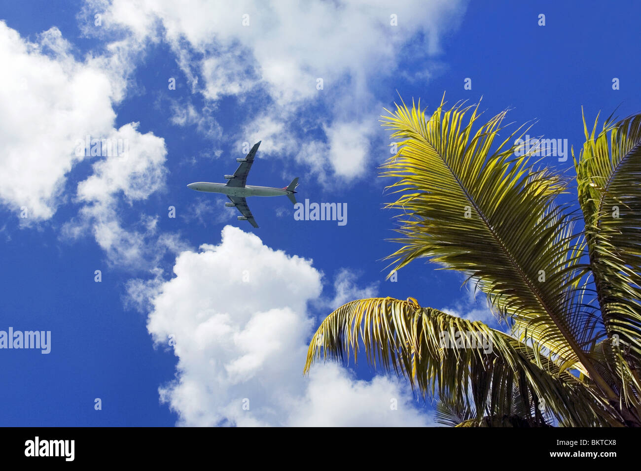 Plane over palm tree hi-res stock photography and images - Alamy