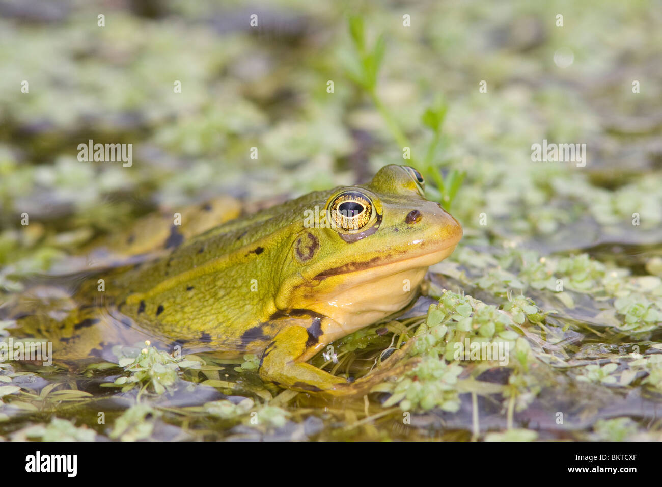 Kleine groene kikker hi-res stock photography and images - Alamy