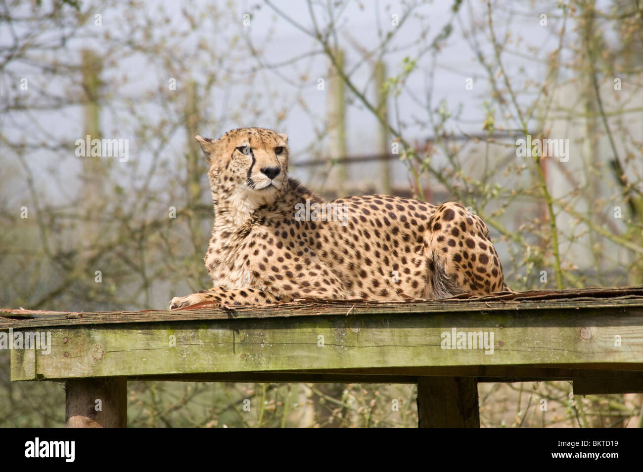 cheetah (Acinonyx jubatus) at Marwell Wildlife zoo Stock Photo - Alamy