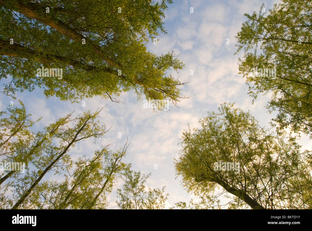 kraakwilg; crack willow Stock Photo - Alamy