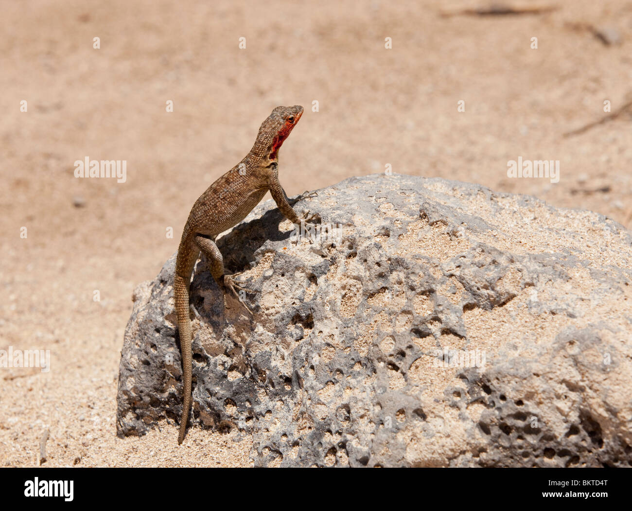 A Lava Lizard on the beach on Santa Fe in the Galapagos Islands Stock ...
