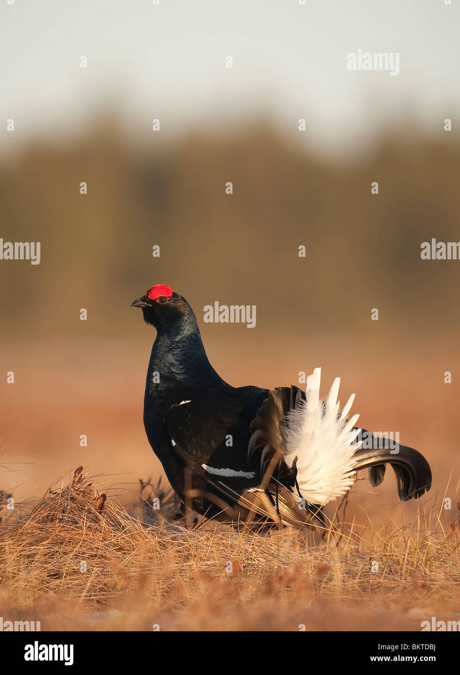 Baltsgedrag hi-res stock photography and images - Alamy