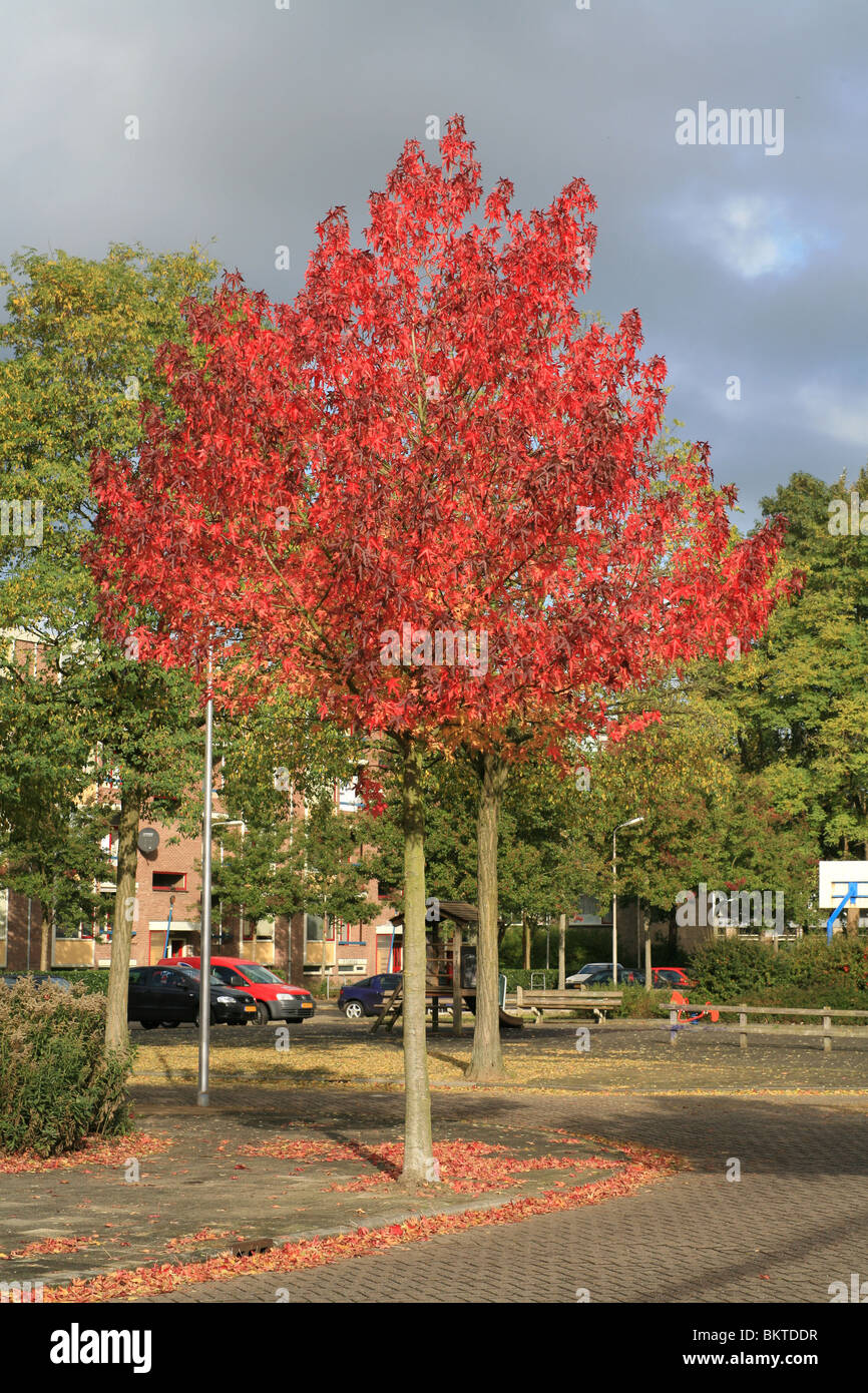 Liquidambar Styraciflua Amberboom 1 Heester Arbre Sweetgum (Liquidambar styraciflua)