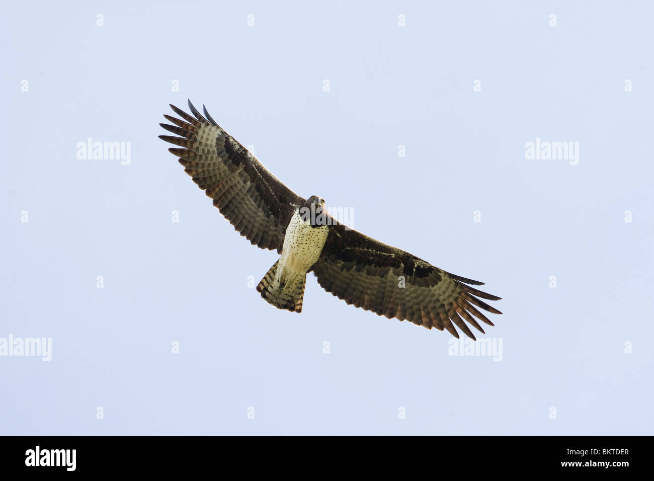 Flying adult eagle hi-res stock photography and images - Alamy