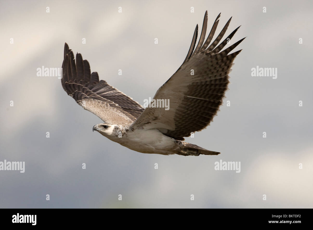 Big strong eagle hi-res stock photography and images - Alamy