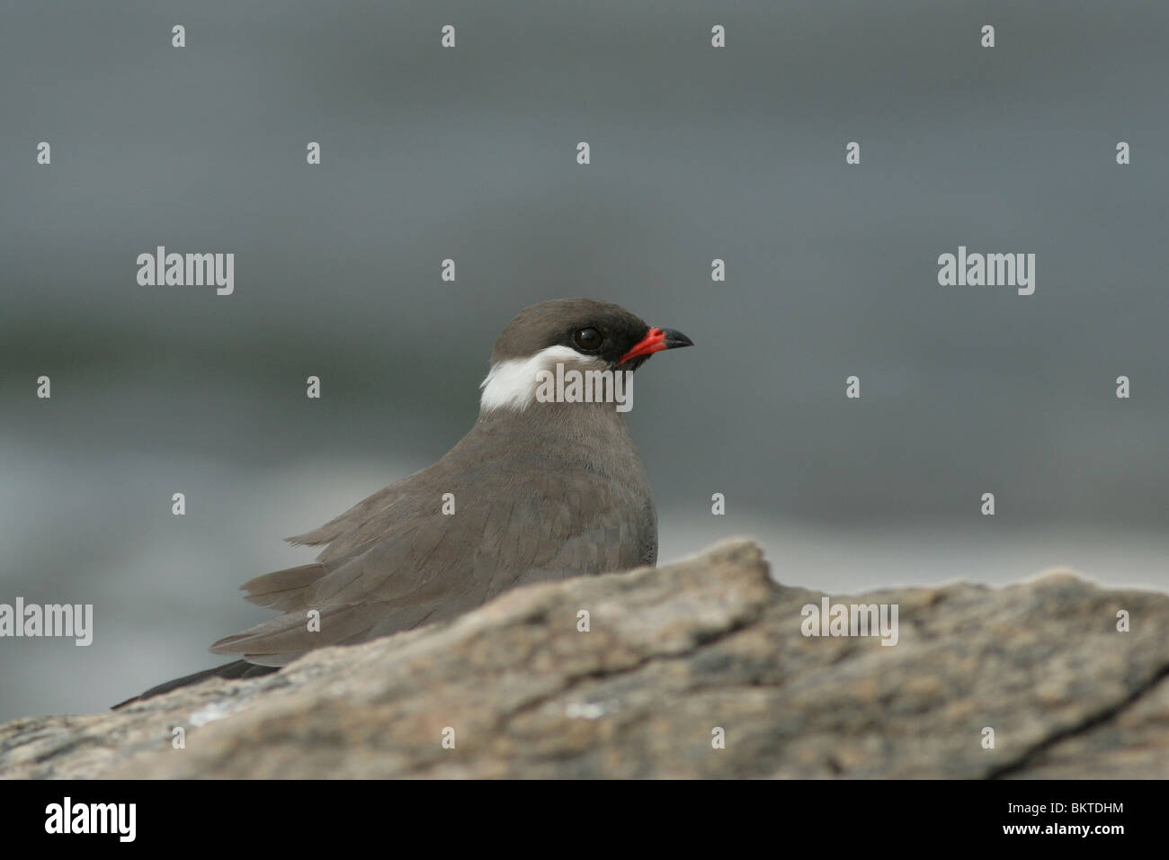 Rock pratincole hi-res stock photography and images - Alamy