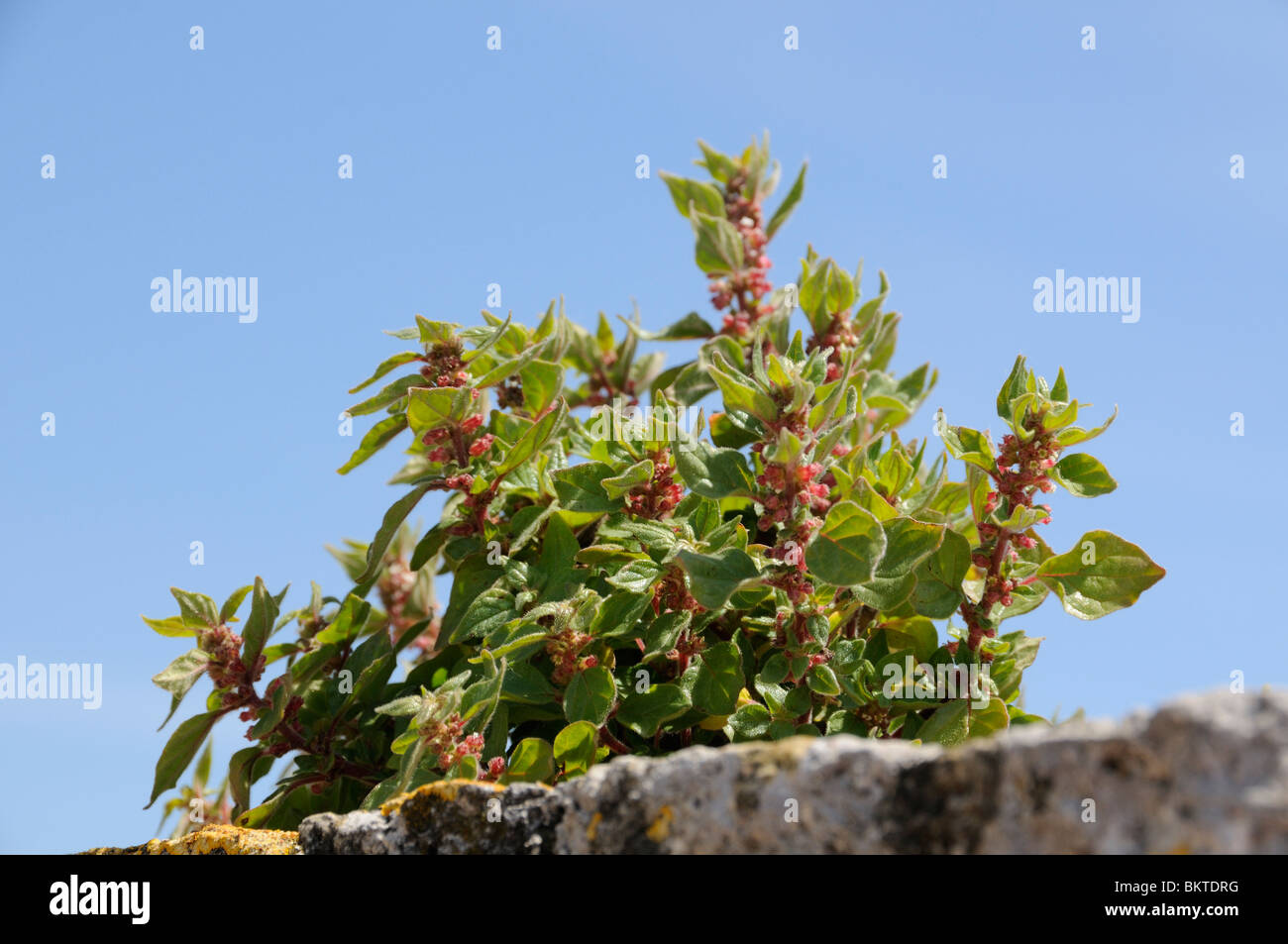 Muurplant hi-res stock photography and images - Alamy