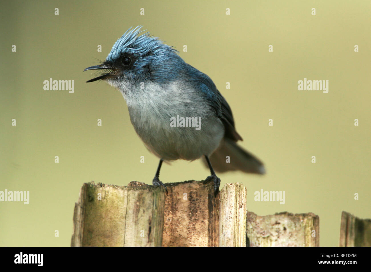 Witstaart monarch hi-res stock photography and images - Alamy