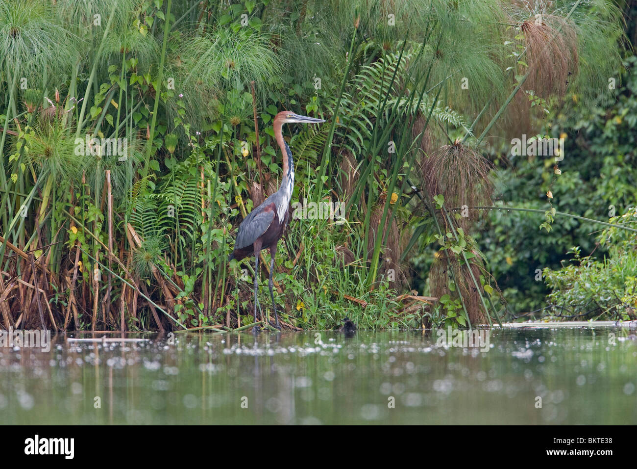 Goliath bird eater hi-res stock photography and images - Alamy