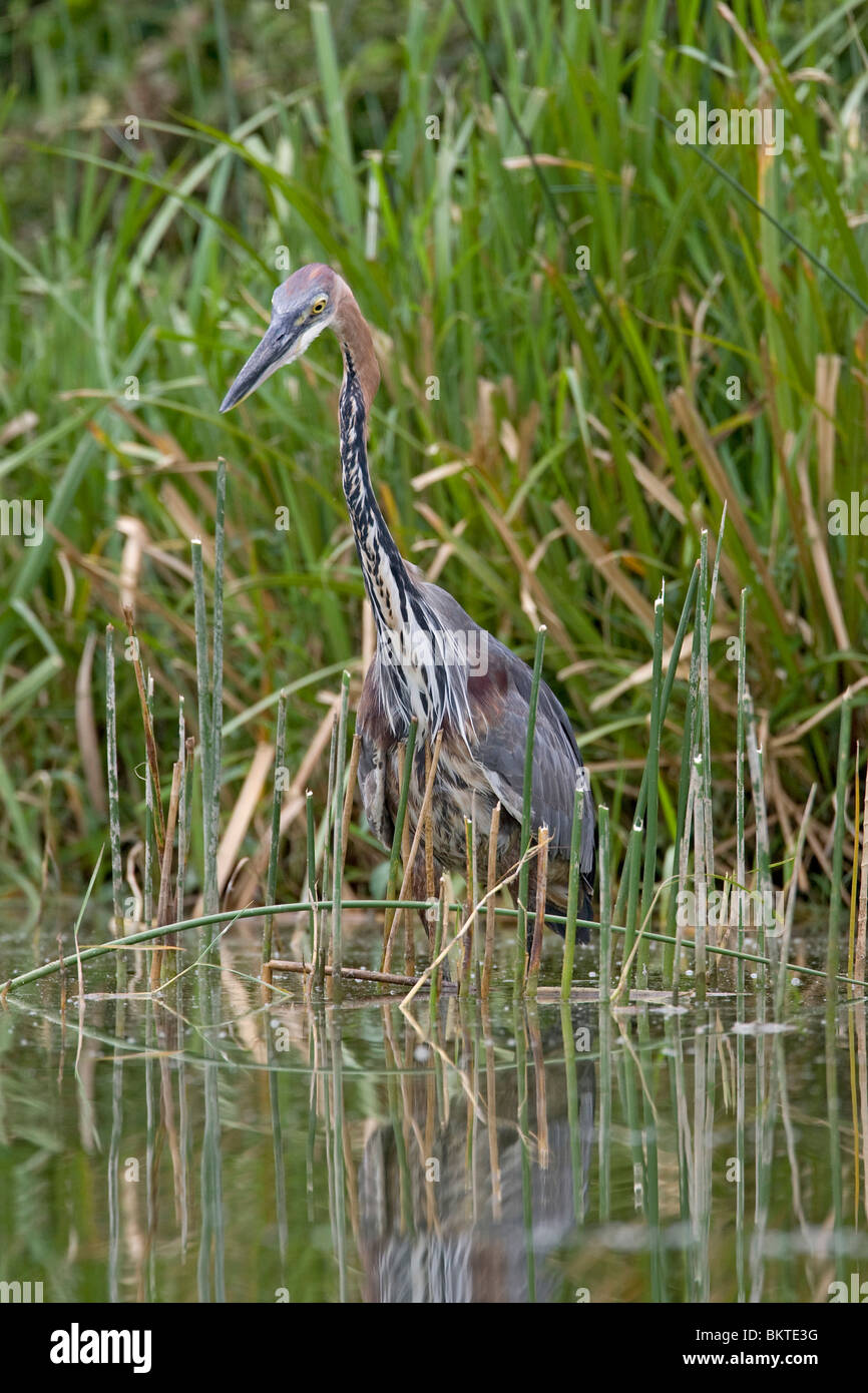Goliath heron, reuzenreiger Stock Photo - Alamy