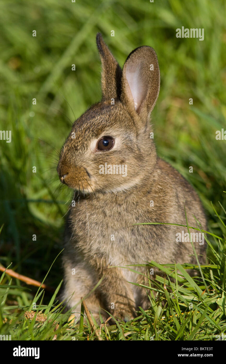 Rabbit sunbathing hi-res stock photography and images - Alamy