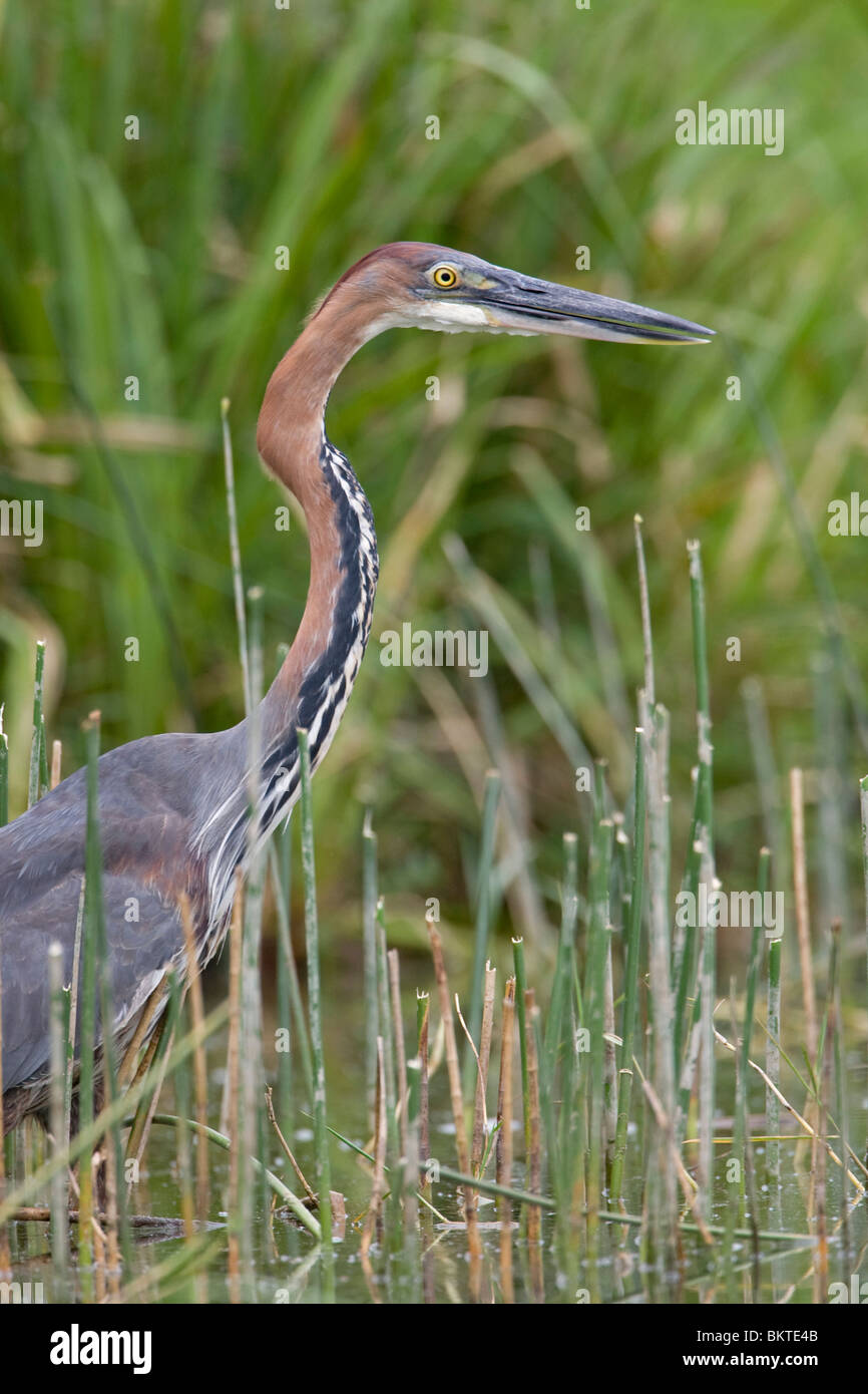 Goliath heron, reuzenreiger Stock Photo - Alamy