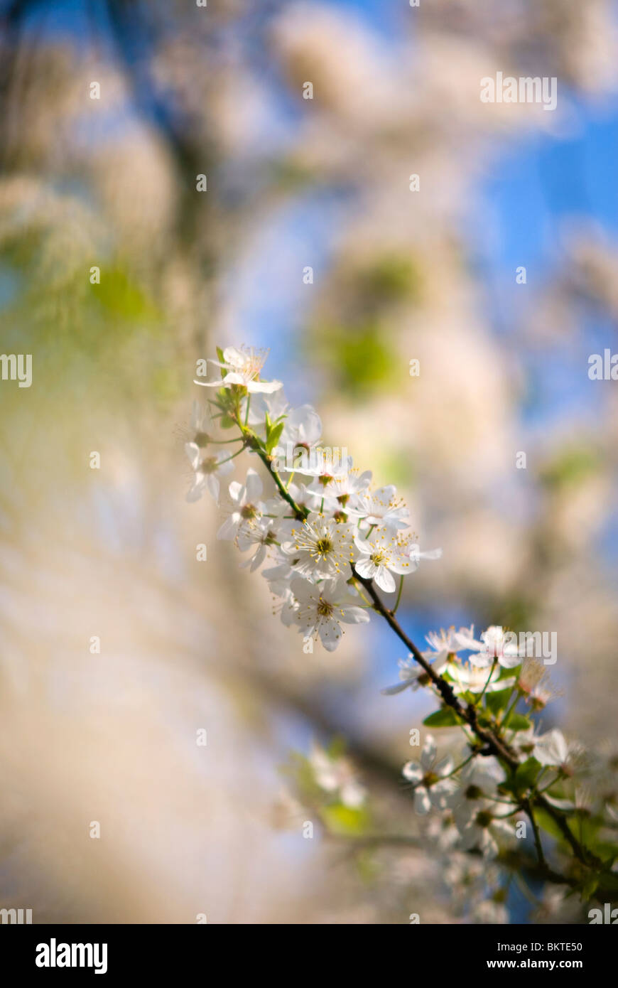 Blauwe bloem hi-res stock photography and images - Alamy