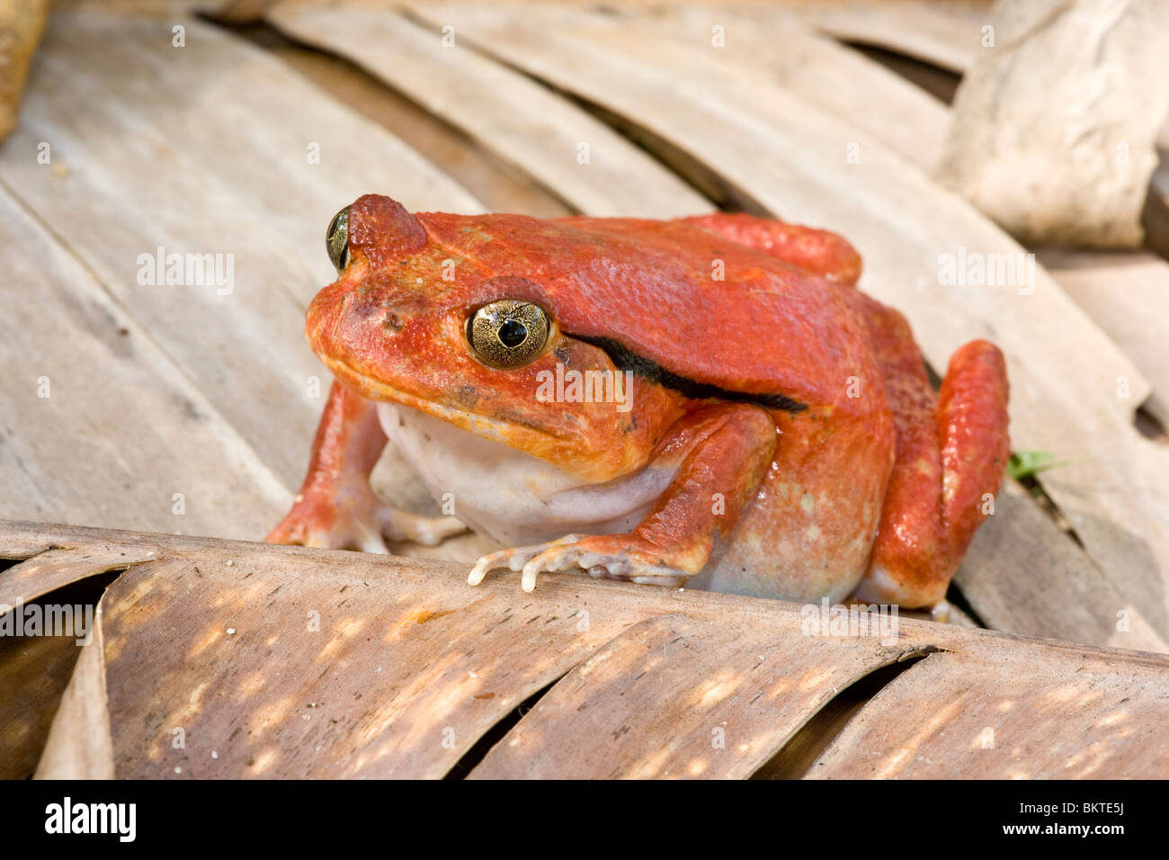 Tomato Frog Dyscophus Antongili Madagascar High Resolution Stock ...