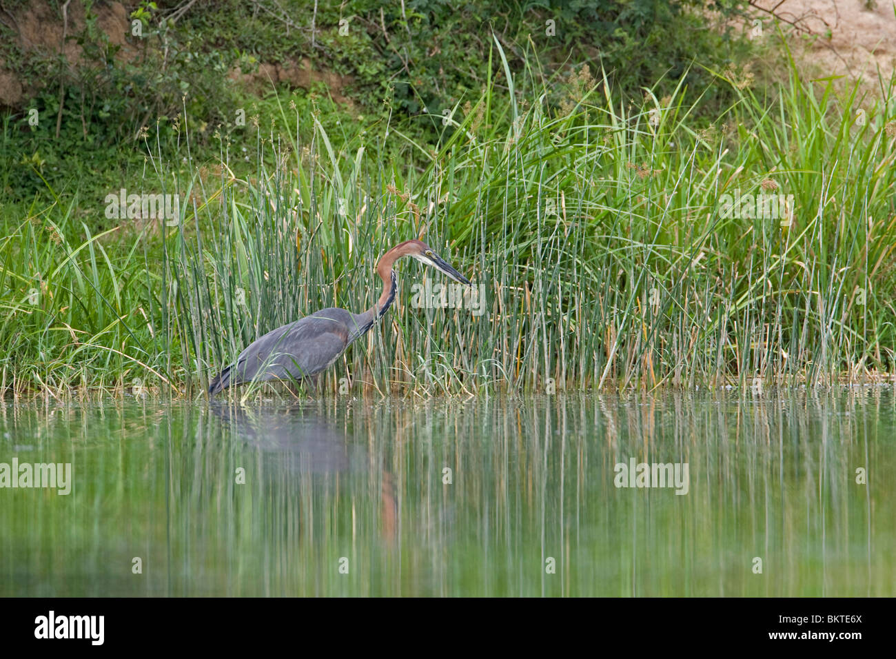 Goliath heron, reuzenreiger Stock Photo - Alamy