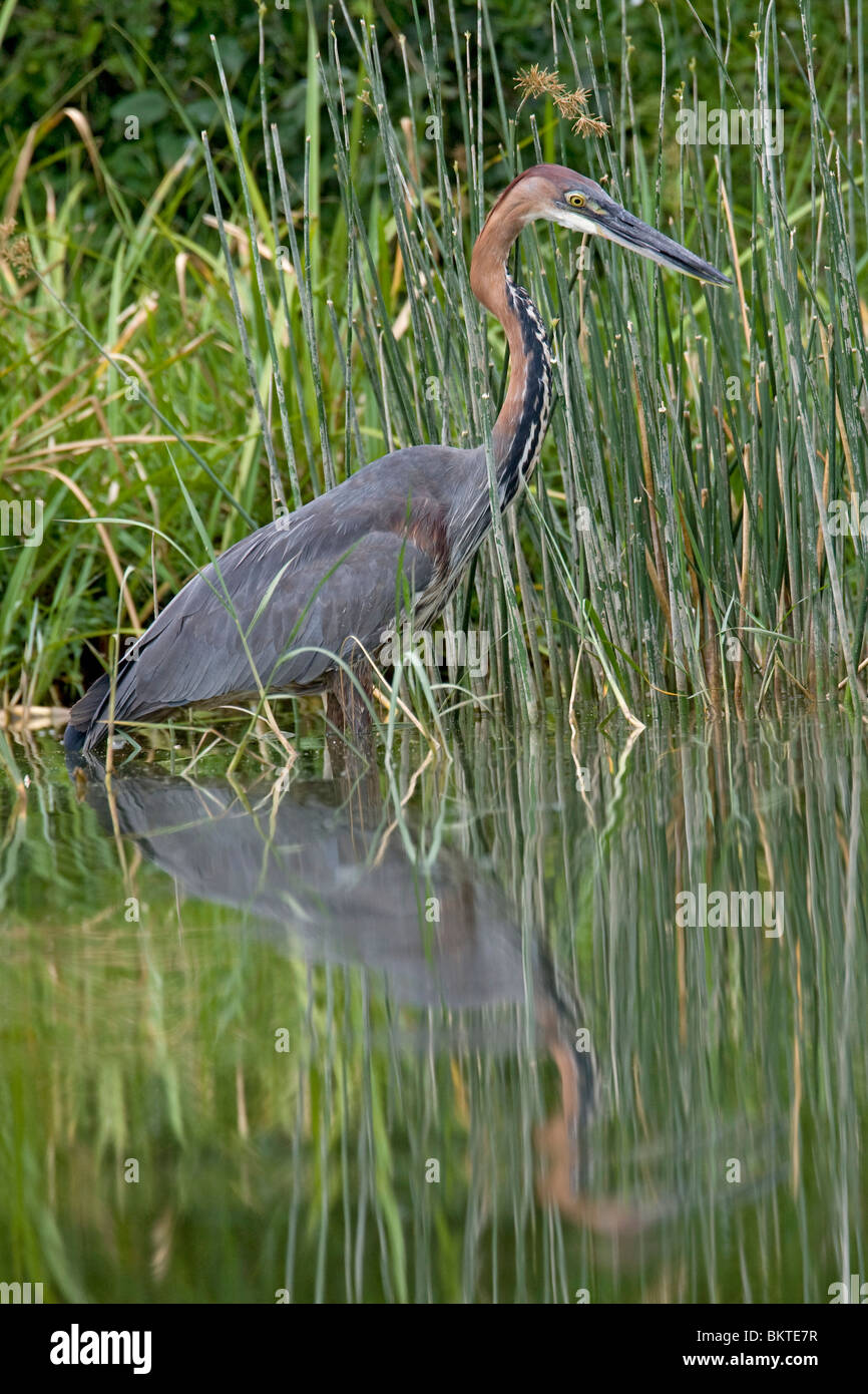 Goliath heron, Reuzenreiger Stock Photo - Alamy
