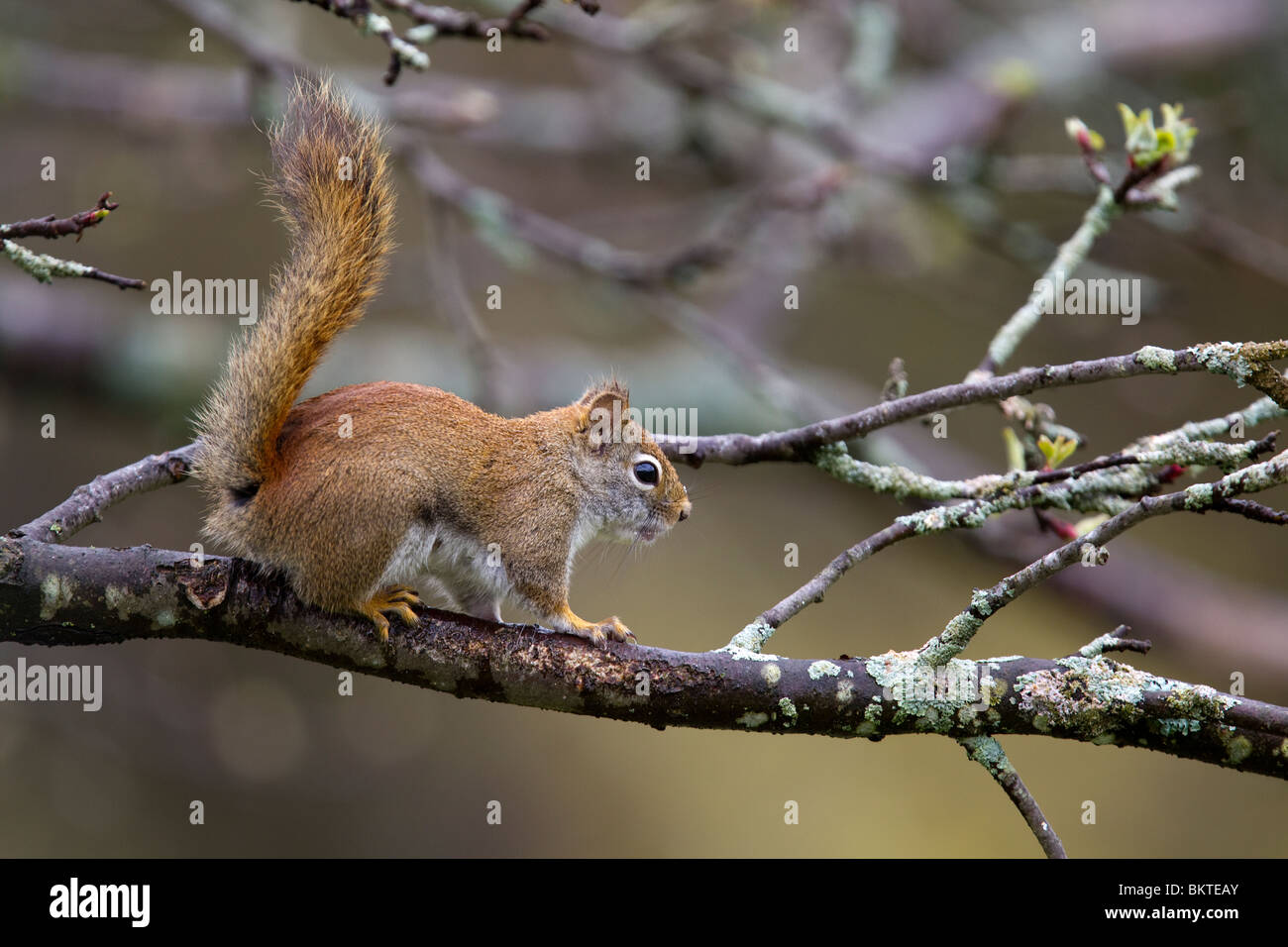 North American Red squirrel on branch Stock Photo - Alamy