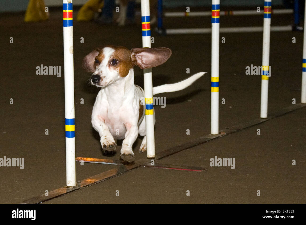 Agility compete dog dachshund hi-res stock photography and images - Alamy