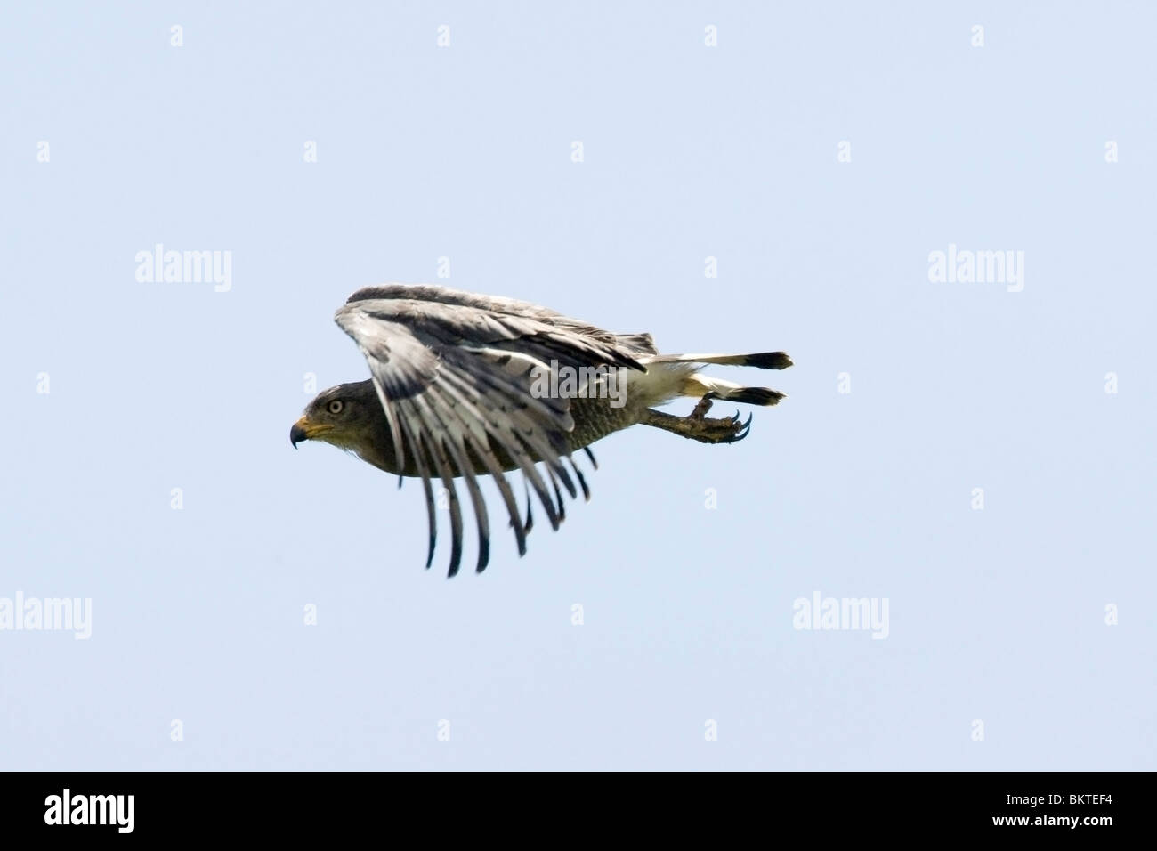 Western banded snake eagle hi-res stock photography and images - Alamy