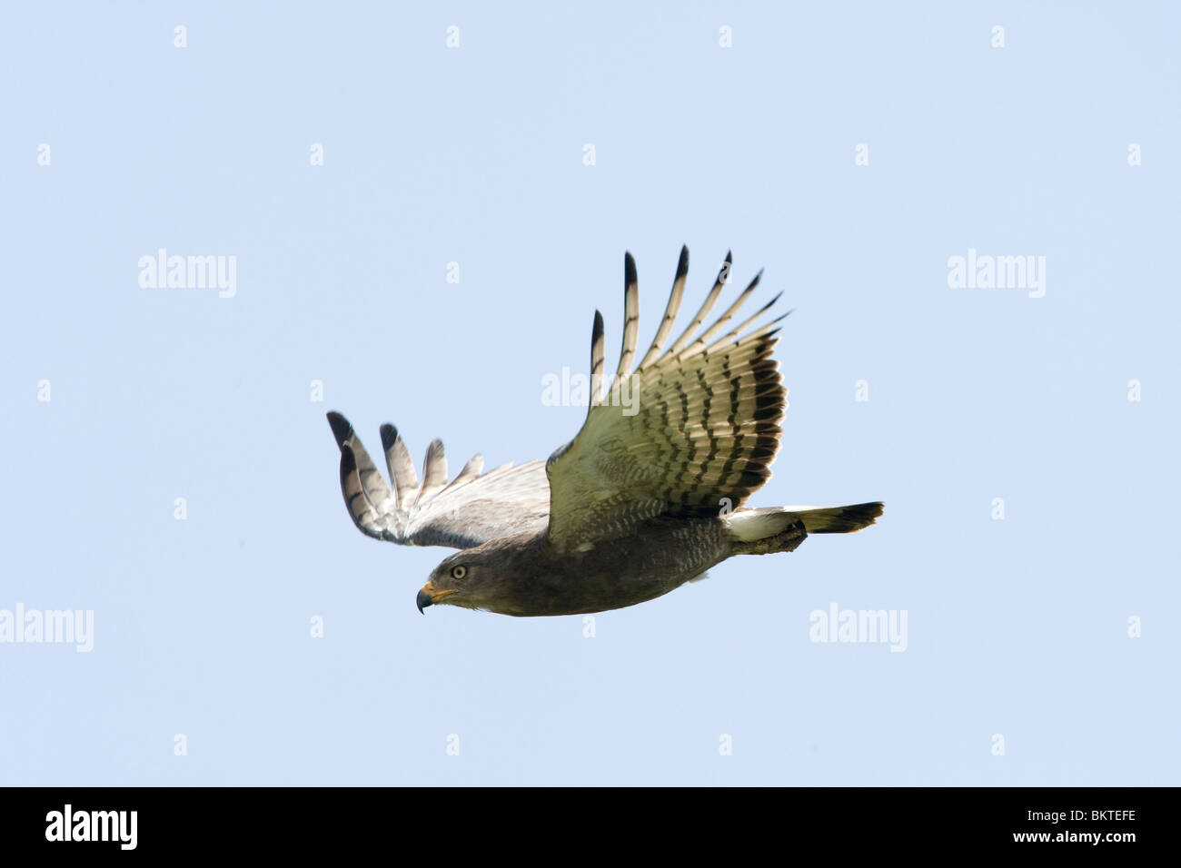 Western banded snake eagle hi-res stock photography and images - Alamy
