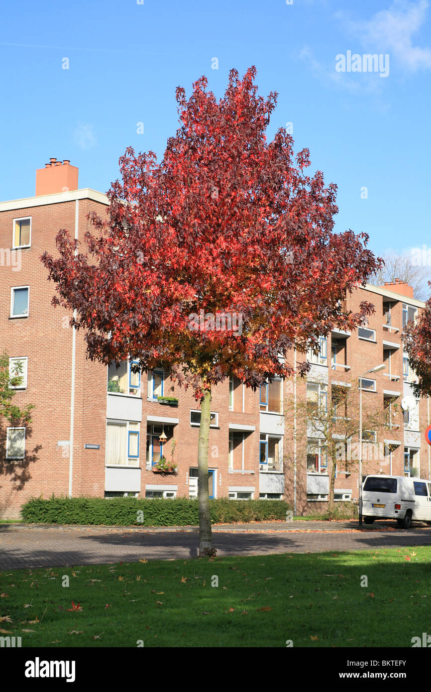 Oorsprong hi-res stock photography and images - Alamy