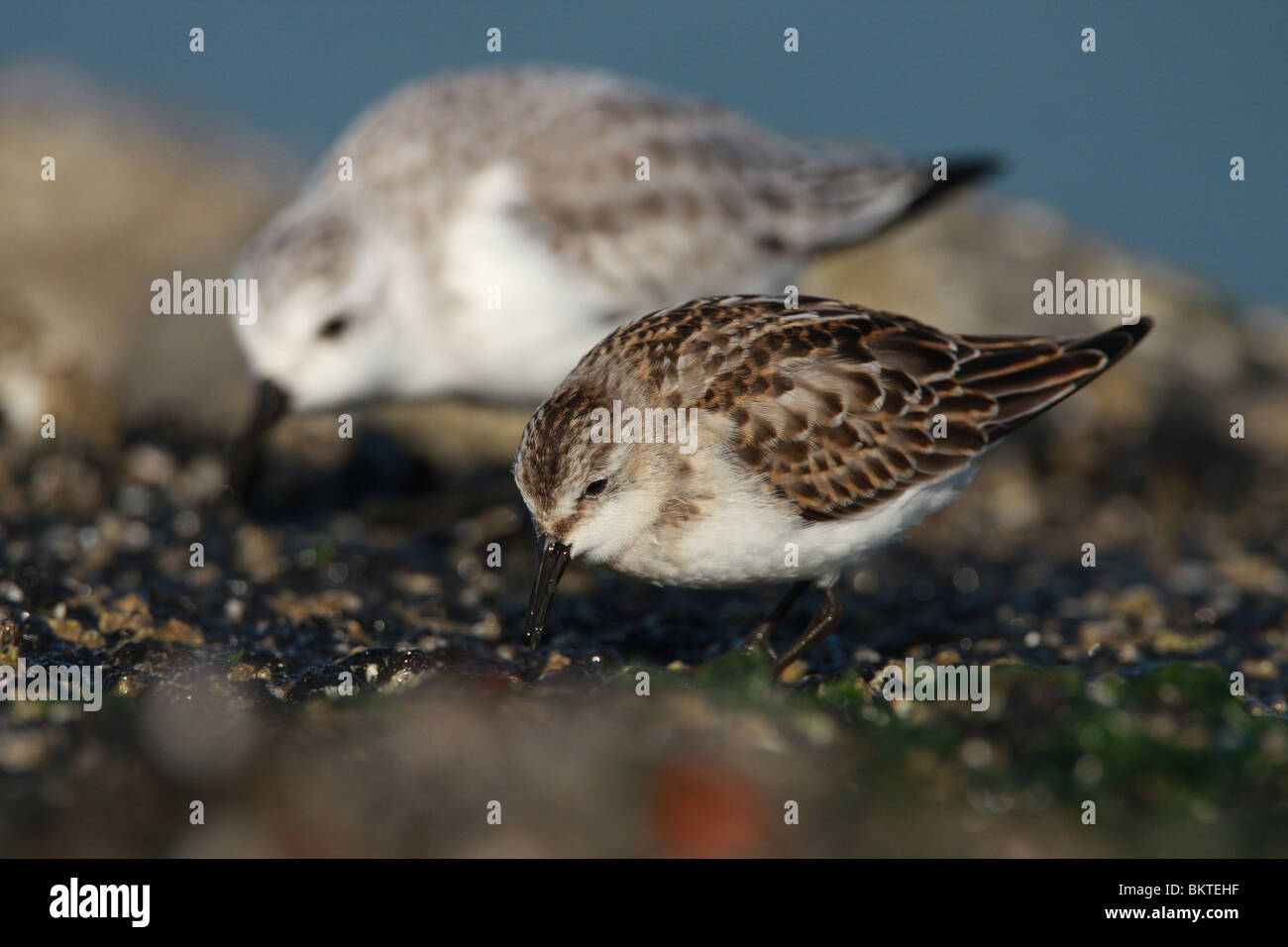 Een kleine strandloper met op de achtergrond een drieteen strandloper ...