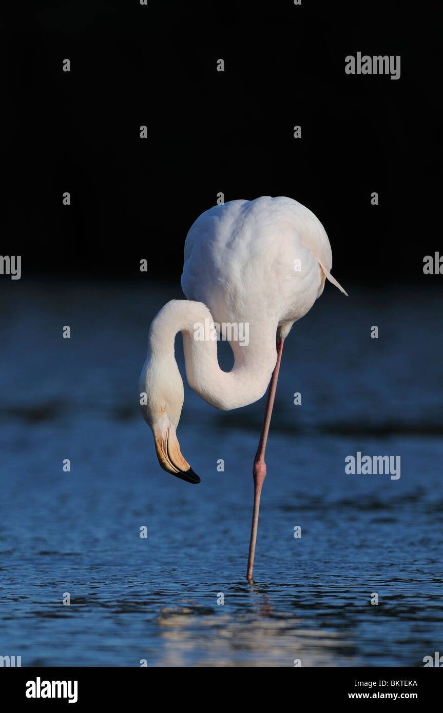 Foraging second year Greater Flamingo Stock Photo - Alamy Foraging second year Greater Flamingo Stock Photo - Alamy