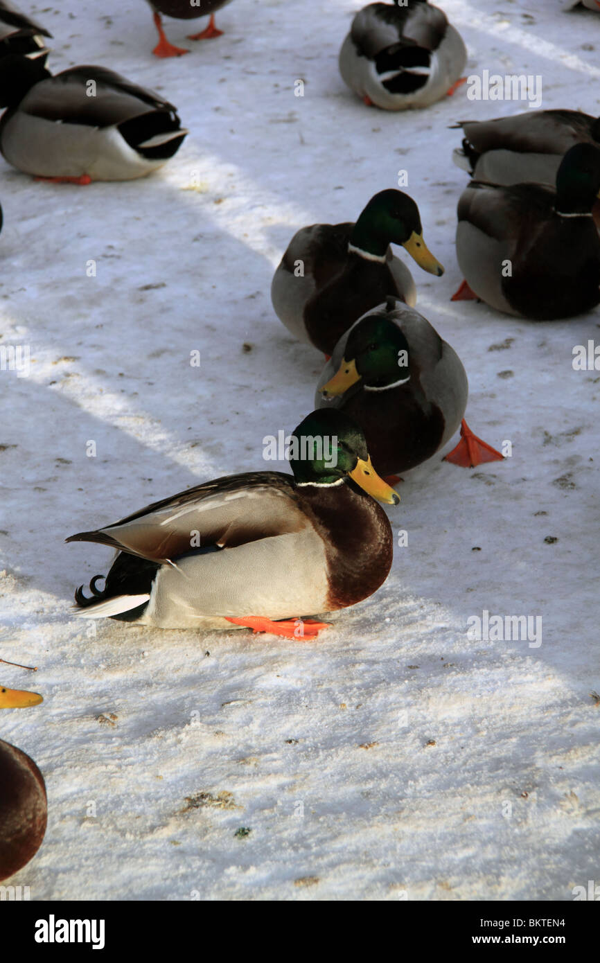Ducks in park Stock Photo - Alamy