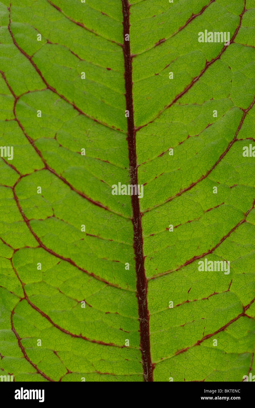 Bloedzuring hi-res stock photography and images - Alamy