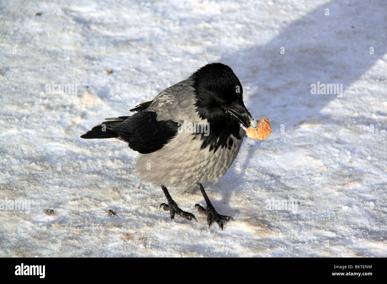 Hunger claw hi-res stock photography and images - Alamy