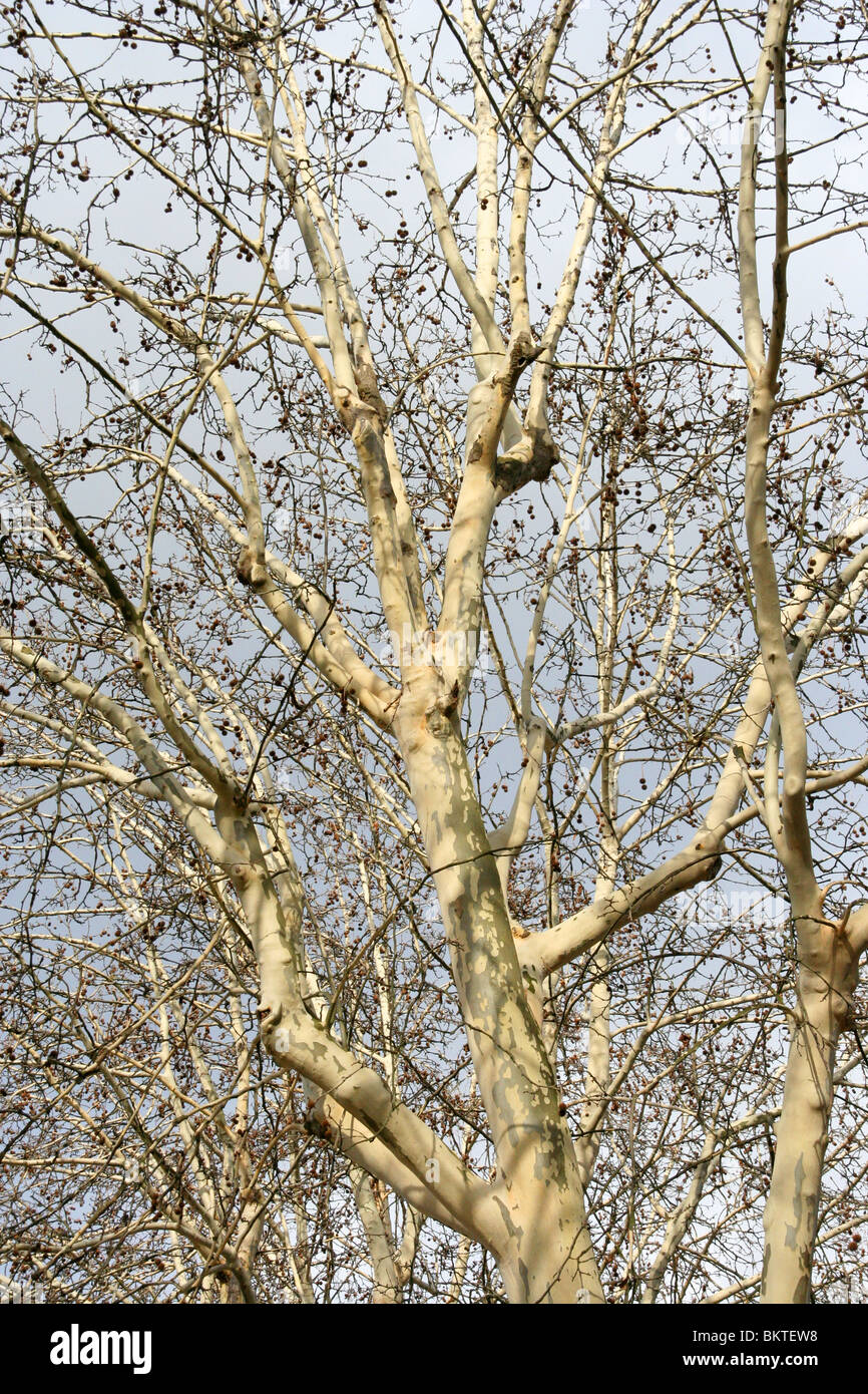 Tree in Cemetery Pere Lachaise, Paris, France Stock Photo - Alamy