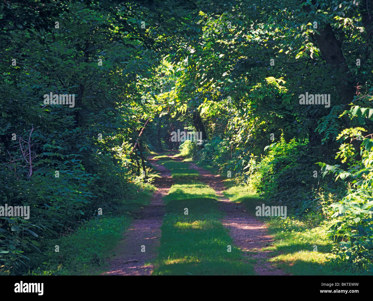 Single lane tree lined shaded dirt road surrounded by dense green ...