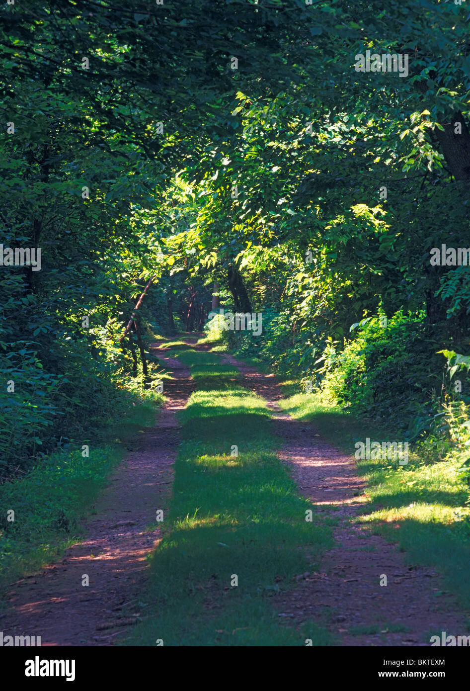 Single lane tree lined shaded dirt road surrounded by dense green ...