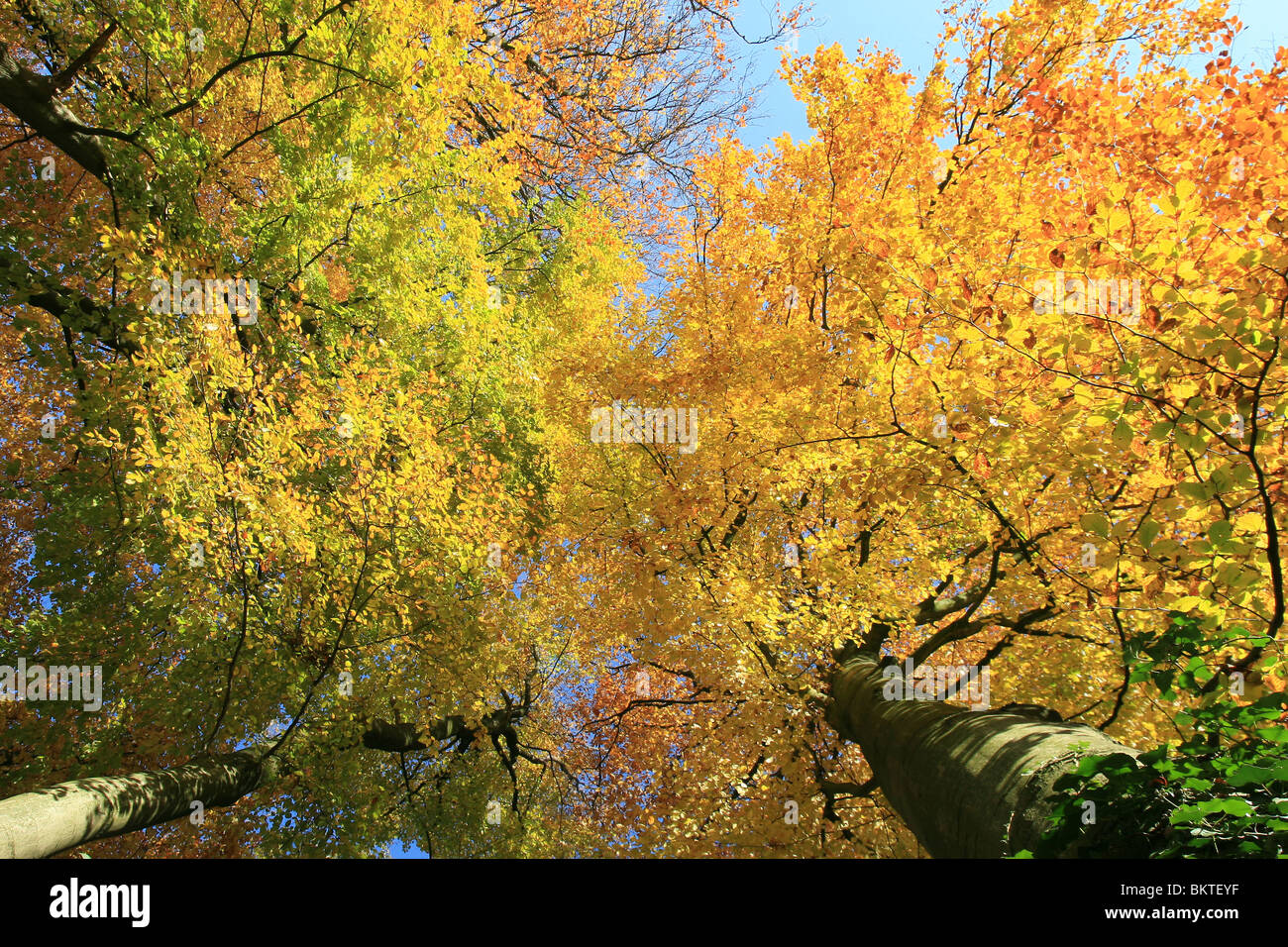 De beuk krijgt in de herfst een mooie herfstkleur, van geel naar warm ...