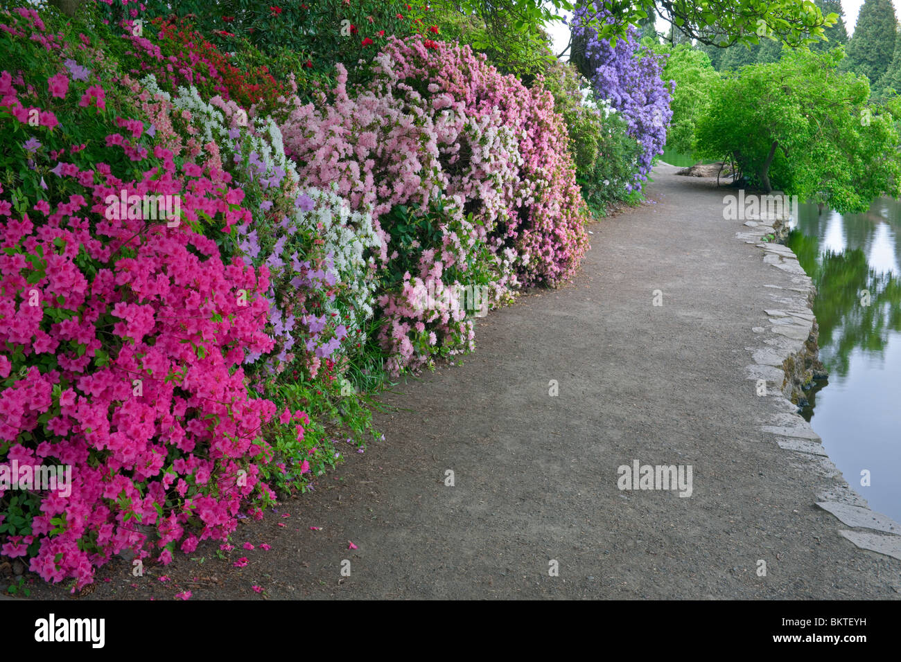 Portland's Crystal Springs Rhododendron Garden Stock Photo - Alamy