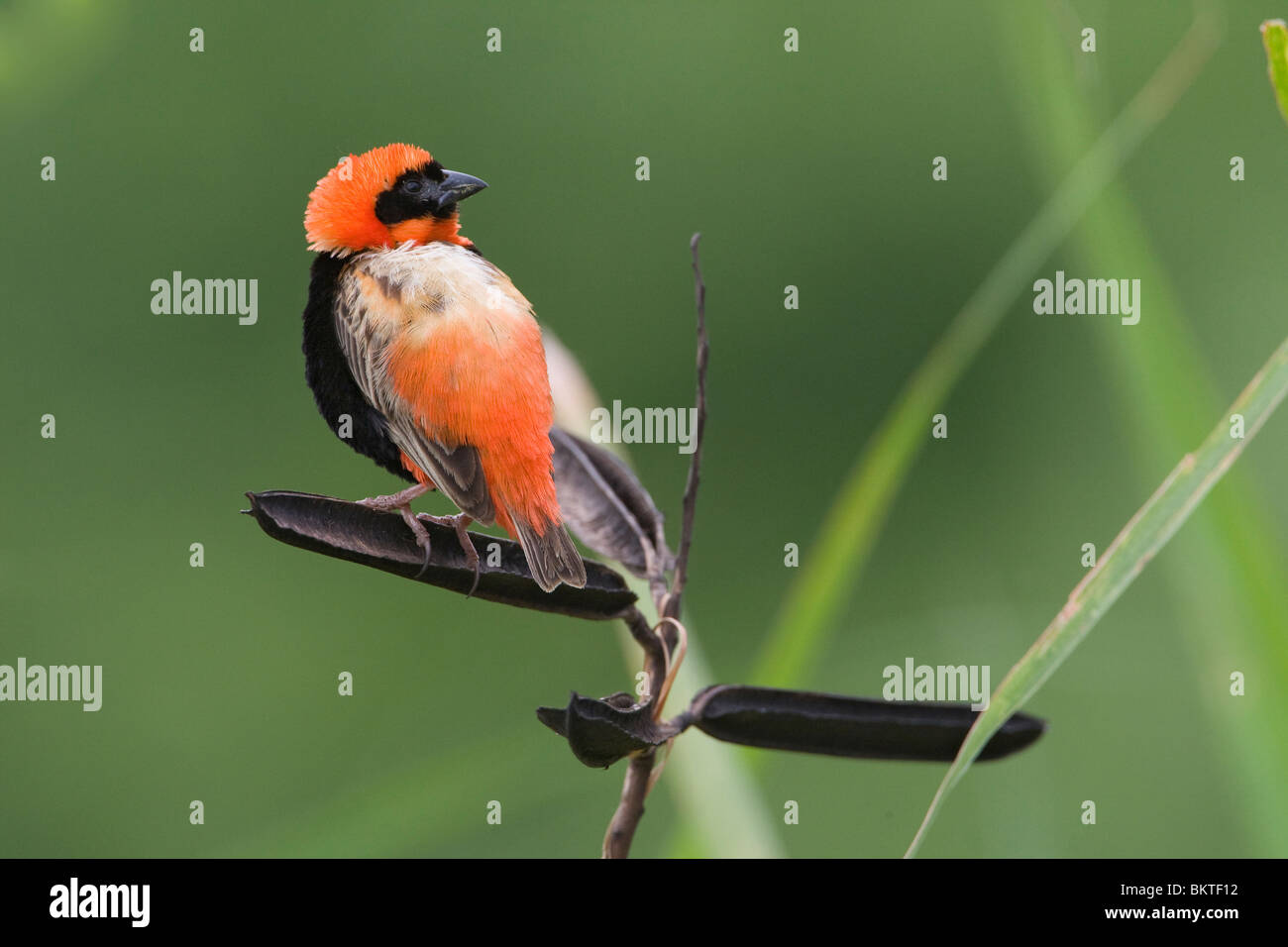 Southern Red Bishop Stock Photo - Alamy