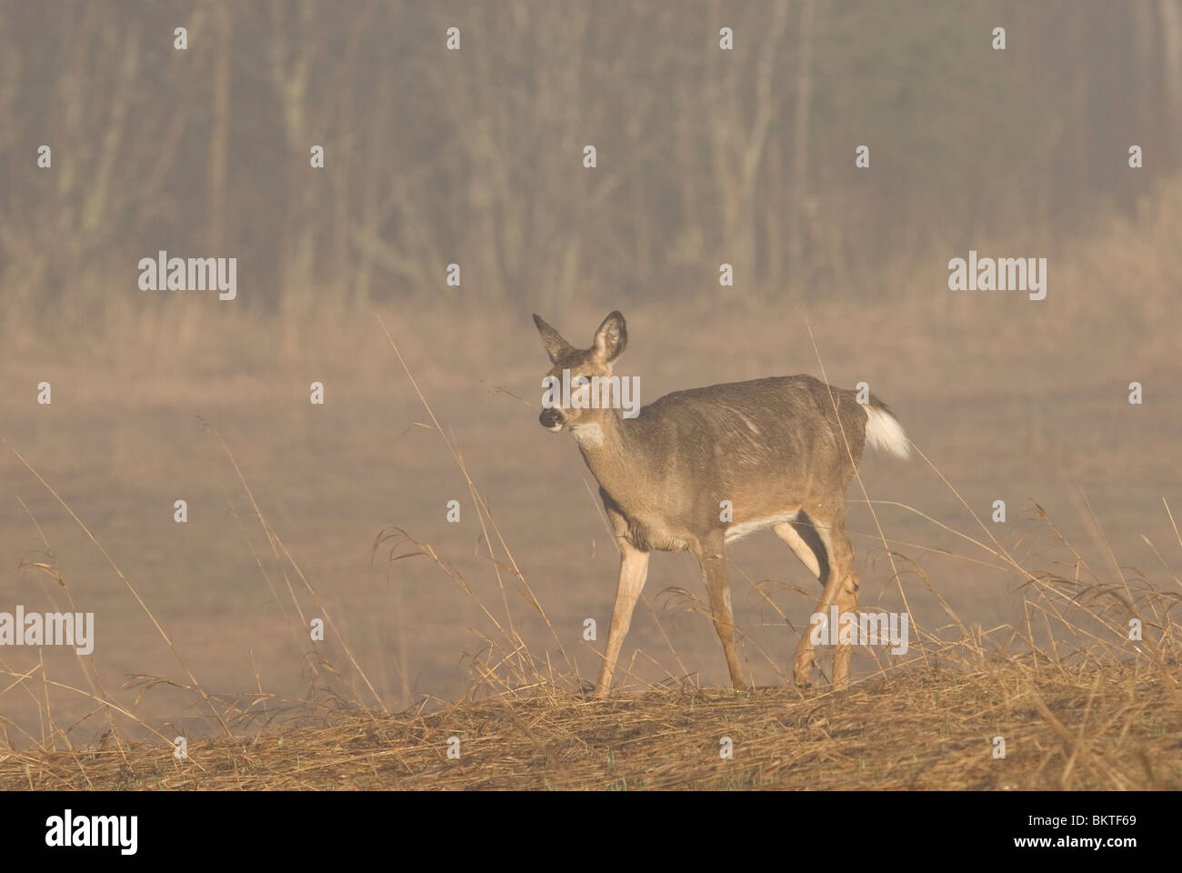 Een Witstaarthert loopt door het veld in de mist,A White-tailed Deer ...