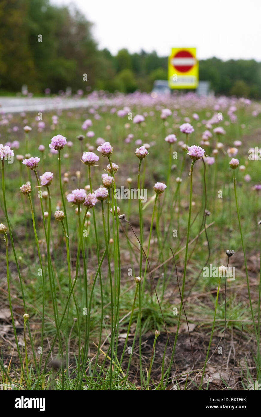 Bloeiend Engels gras langs een oprit nabij de snelweg. Dankzij ...