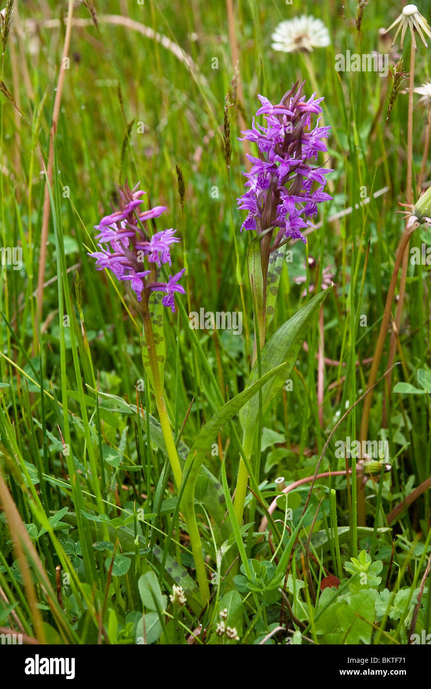 Brede orchis hi-res stock photography and images - Alamy