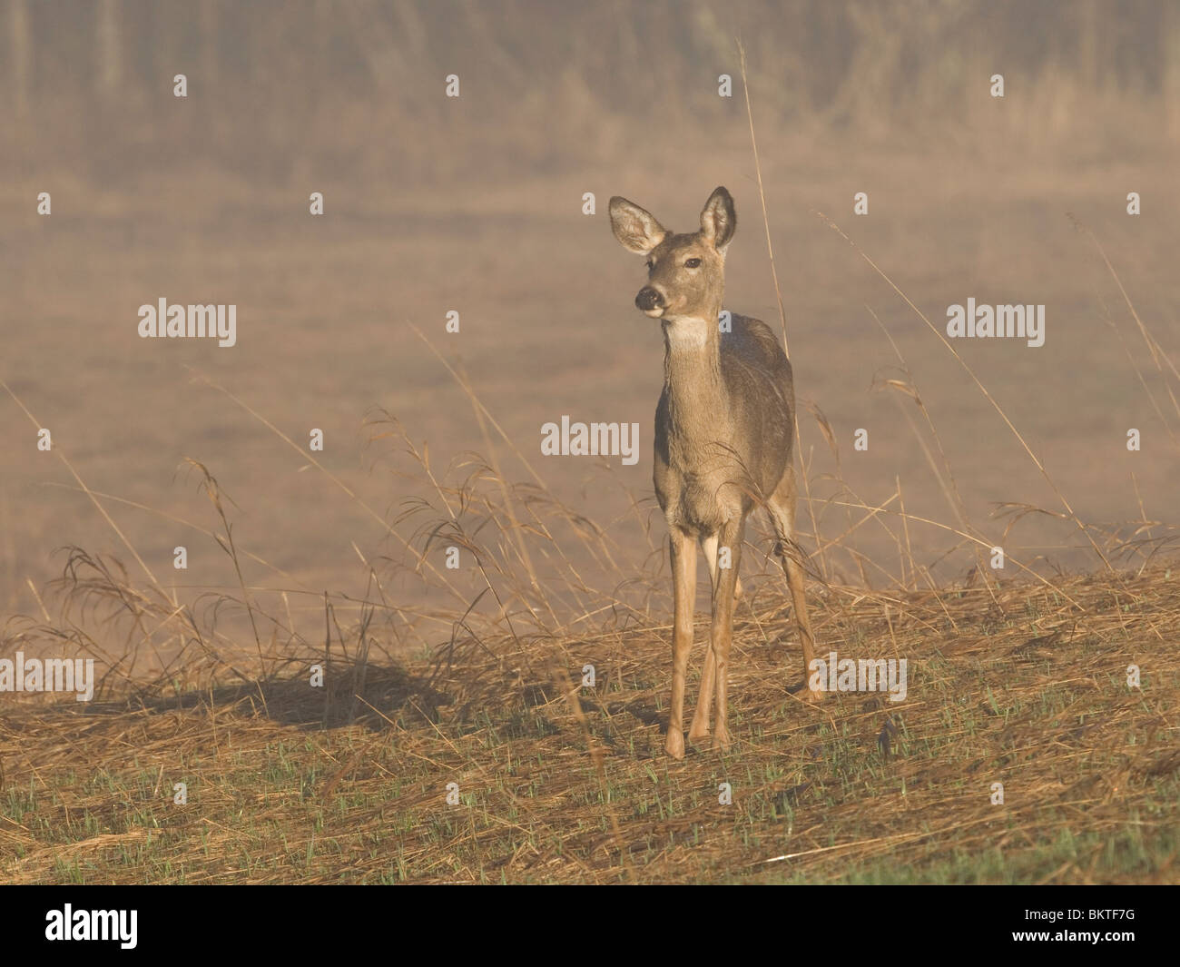 Een Witstaarthert staat in een veld in de mist,A White-tailed Deer ...