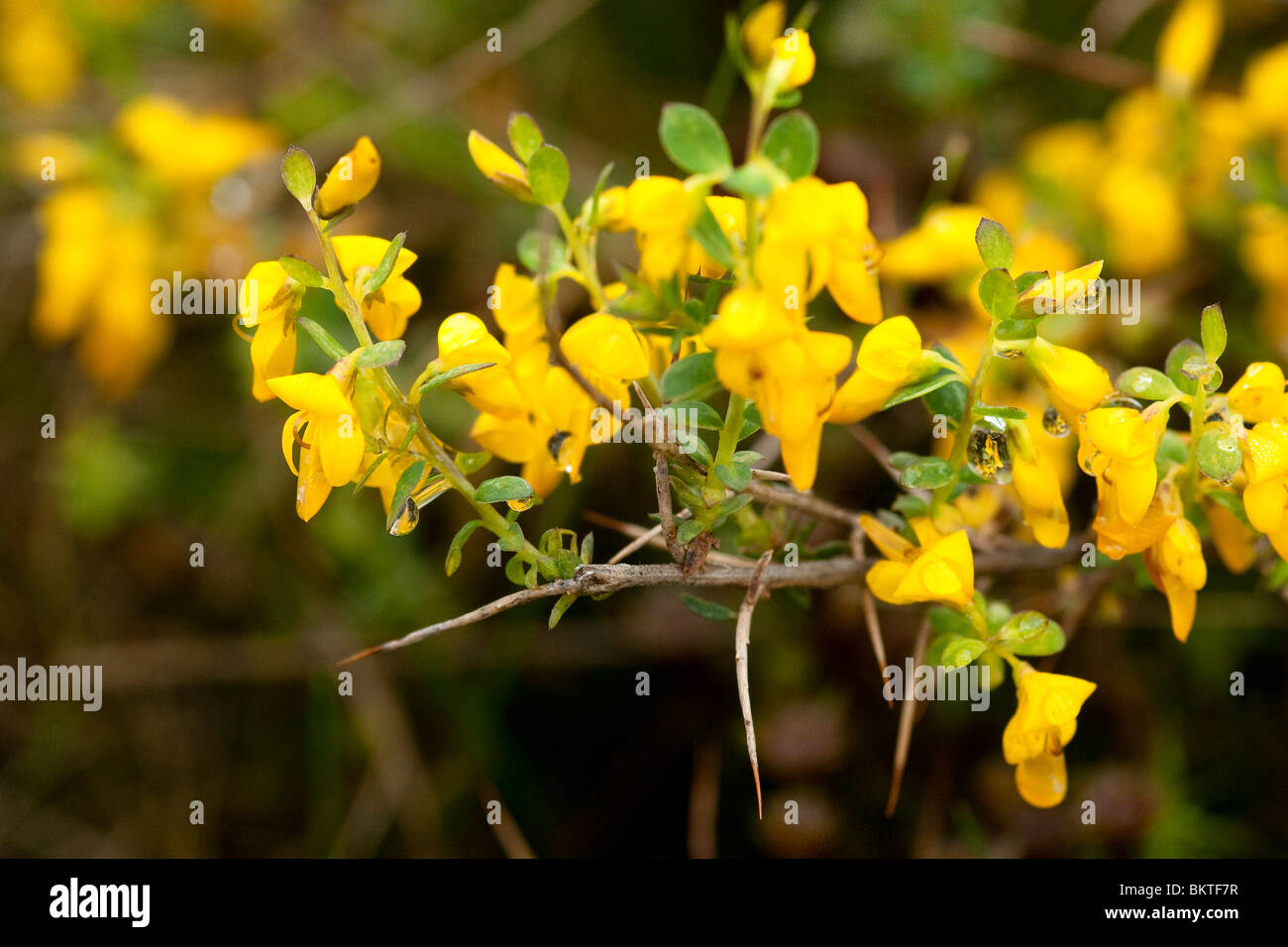 The flowers of the petty whin Stock Photo - Alamy
