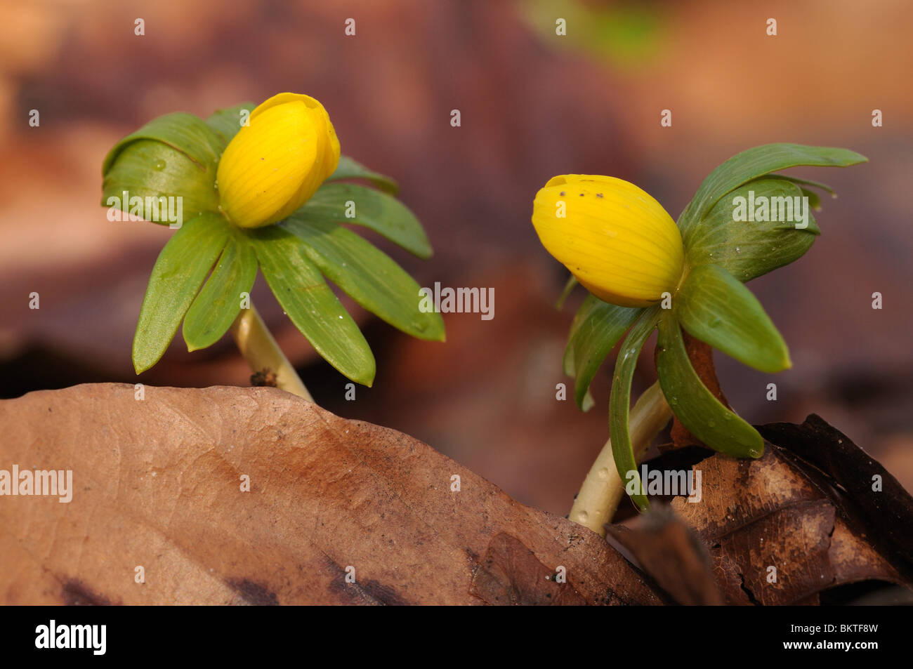 Twee gele bloemen van winterakoniet tegenover elkaar achter bruin blad ...