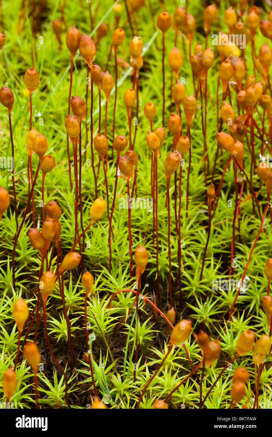 Polytrichum capsule hi-res stock photography and images - Alamy