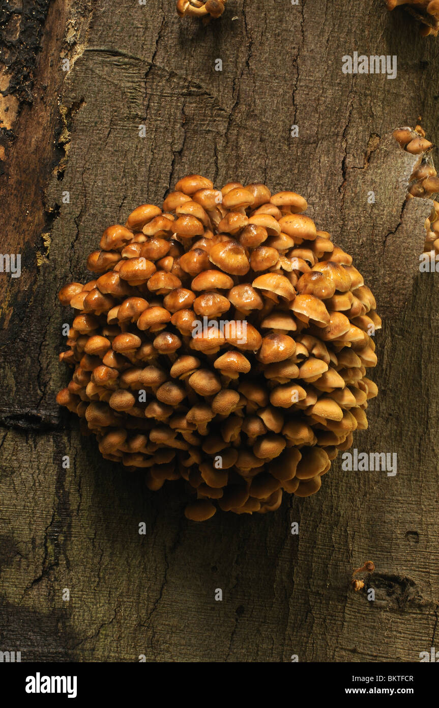 Ball shaped fungus hi-res stock photography and images - Alamy